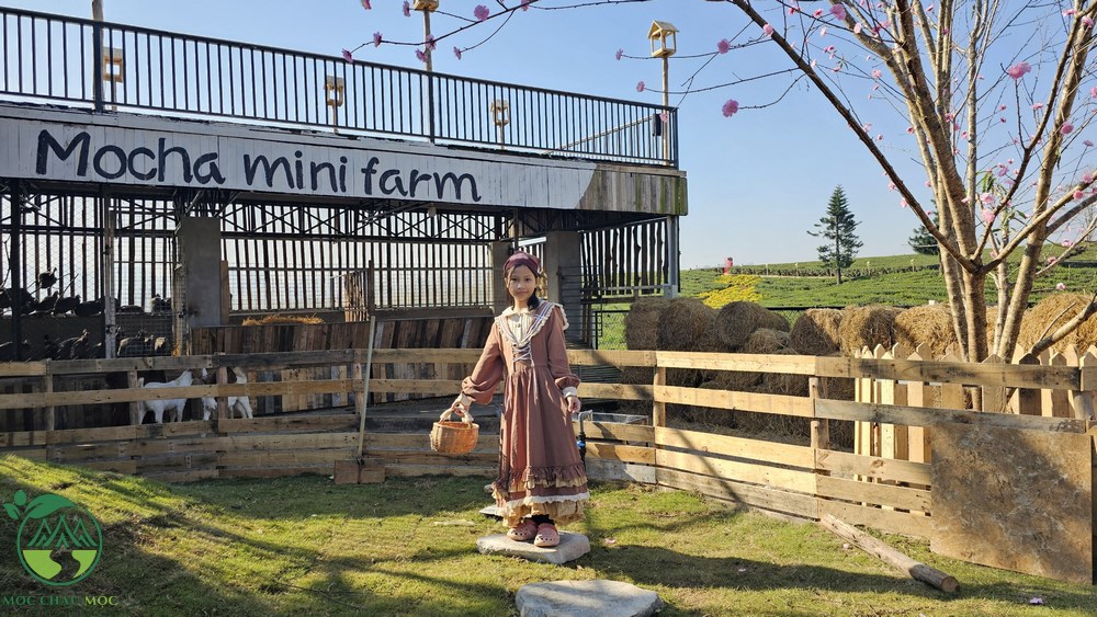 MOCHA HILL - CHILL TRÊN ĐỒI CHÈ MỘC CHÂU - DU LỊCH MỘC CHÂU MỘC